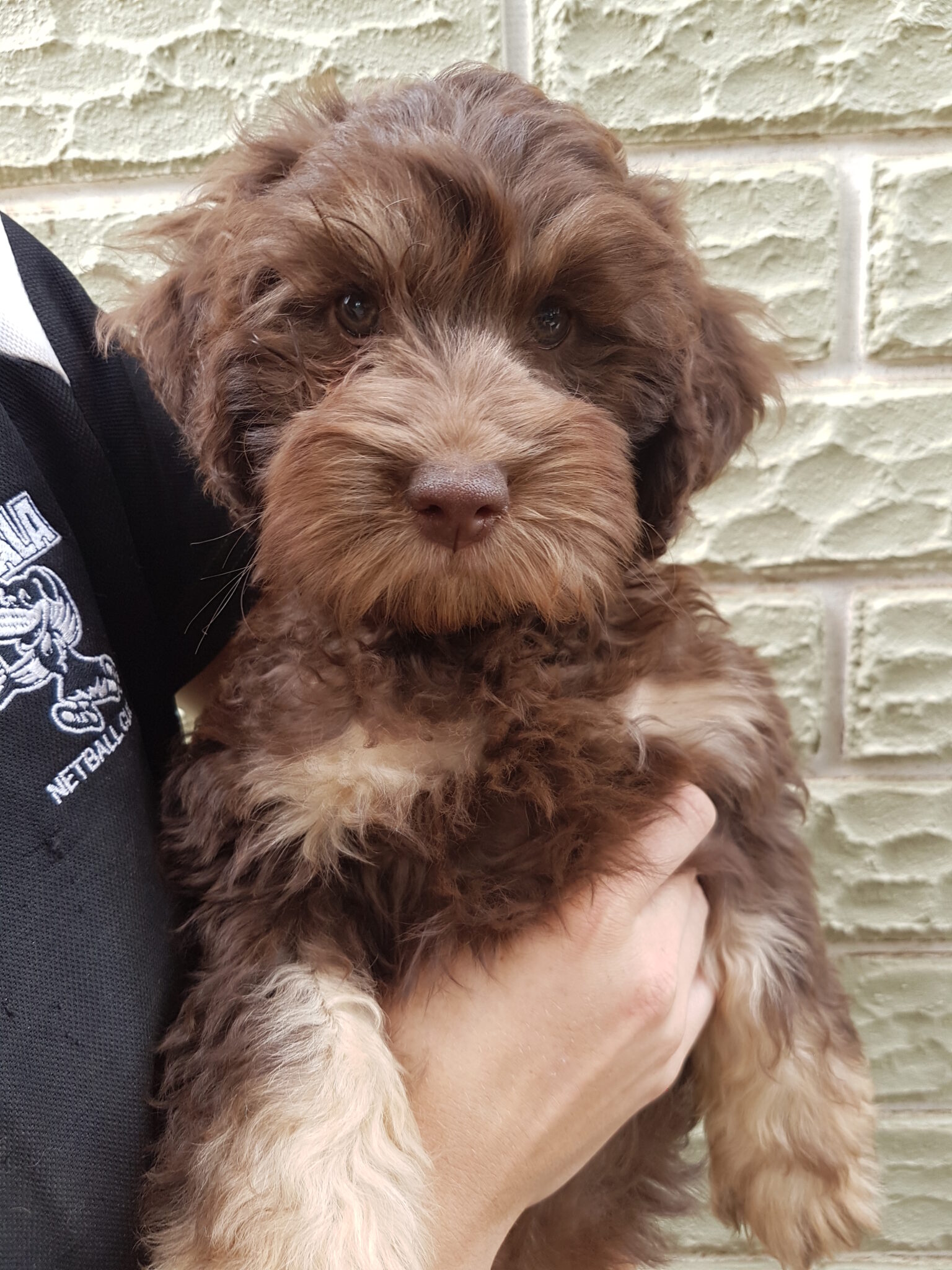 Photos – Sunset Hills: South Australia’s Premier Australian Labradoodle ...