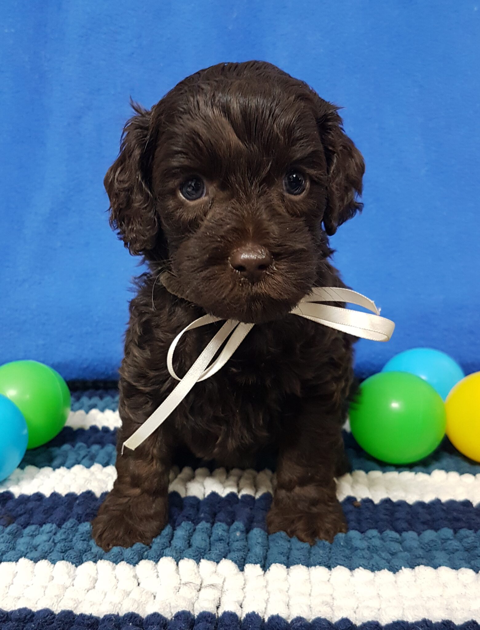 Photos – Sunset Hills: South Australia’s Premier Australian Labradoodle ...