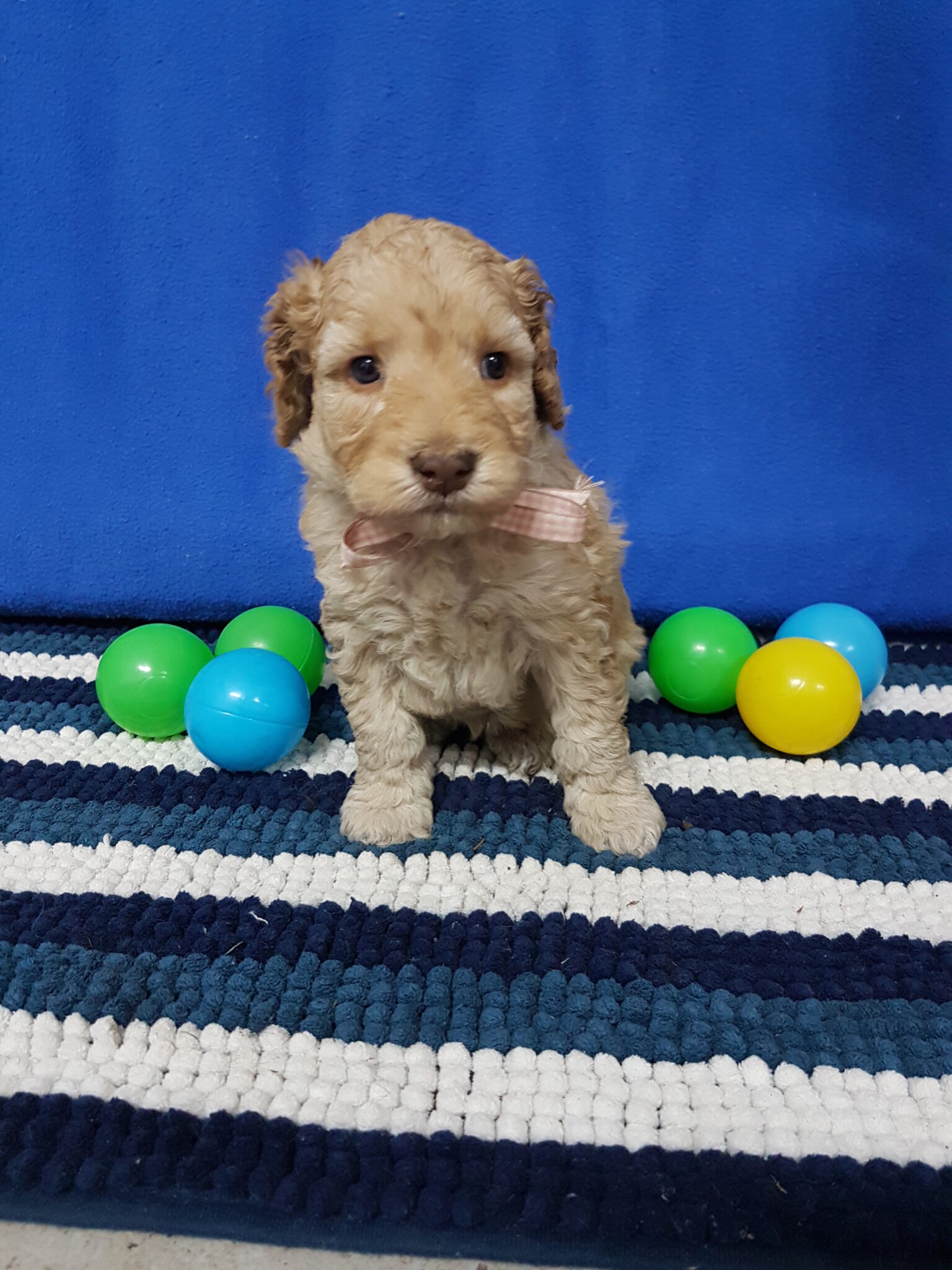 Photos – Sunset Hills: South Australia’s Premier Australian Labradoodle ...