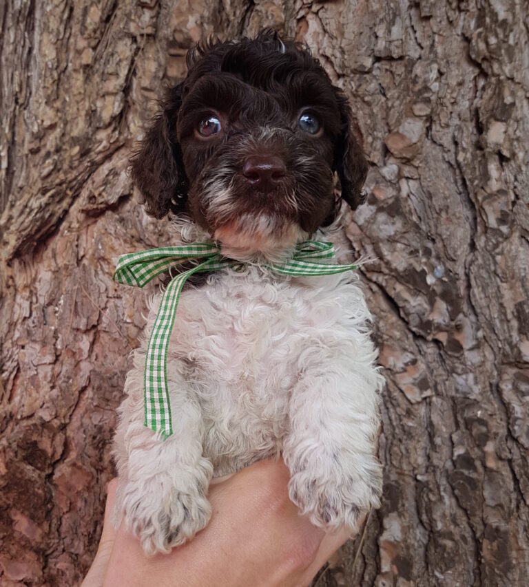 Photos – Sunset Hills: South Australia’s Premier Australian Labradoodle ...