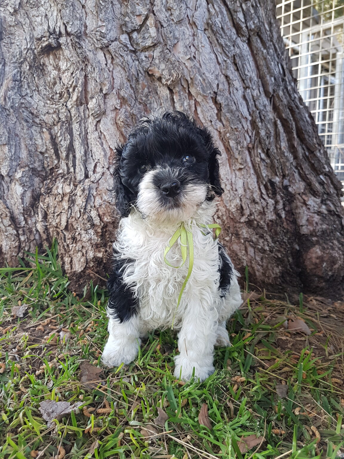Photos – Sunset Hills: South Australia’s Premier Australian Labradoodle ...