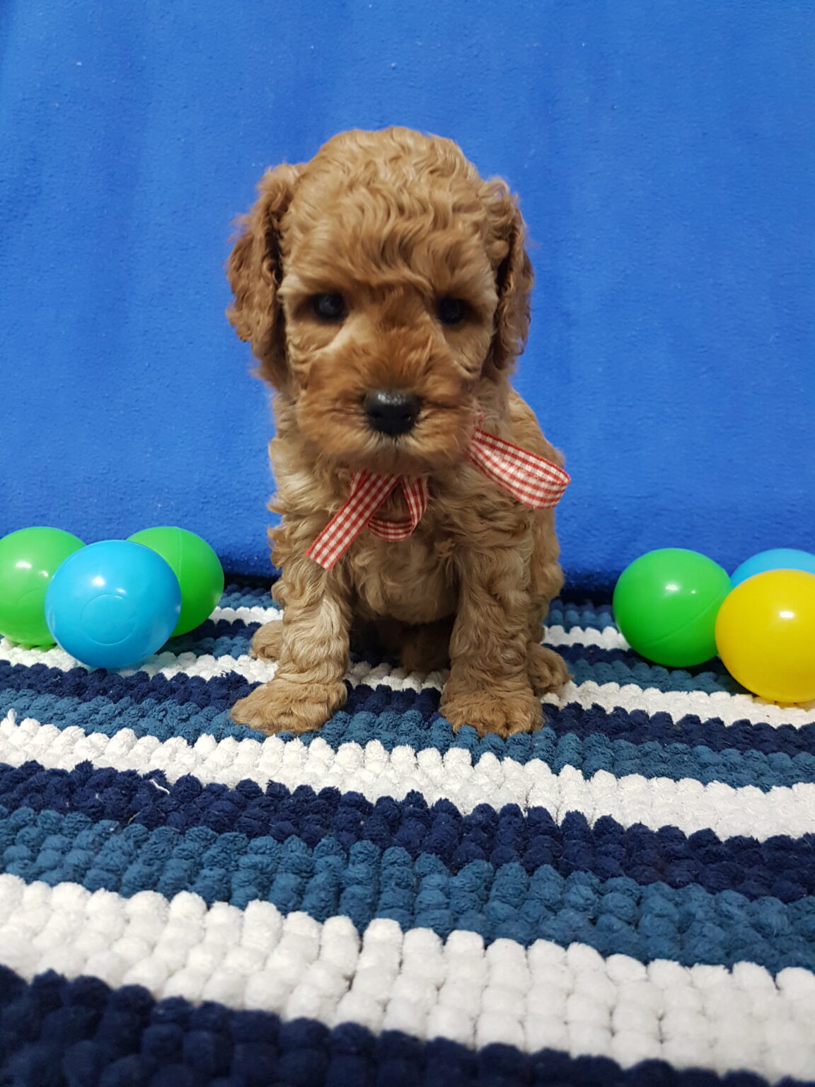 Photos – Sunset Hills: South Australia’s Premier Australian Labradoodle ...