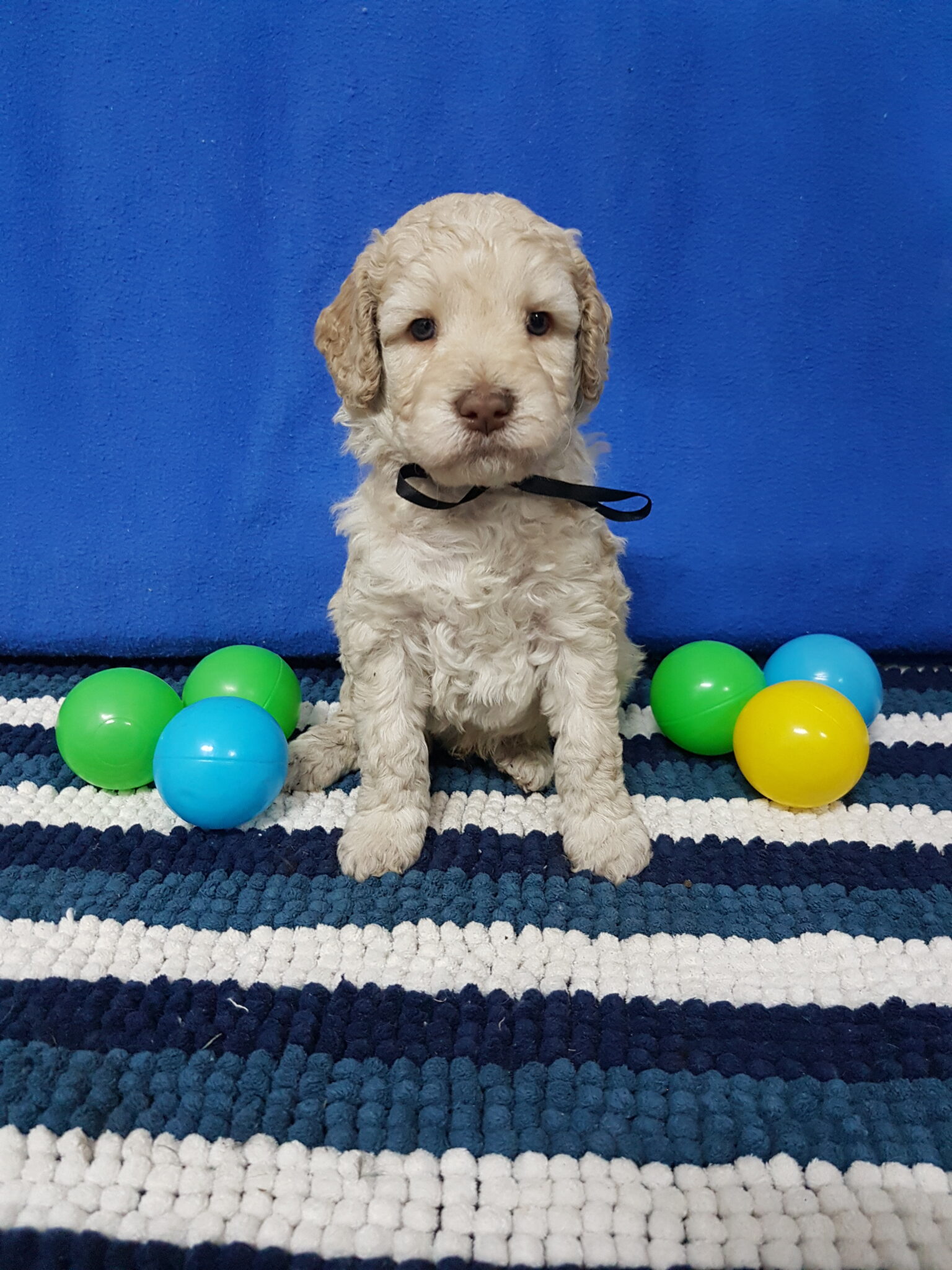 Photos – Sunset Hills: South Australia’s Premier Australian Labradoodle ...