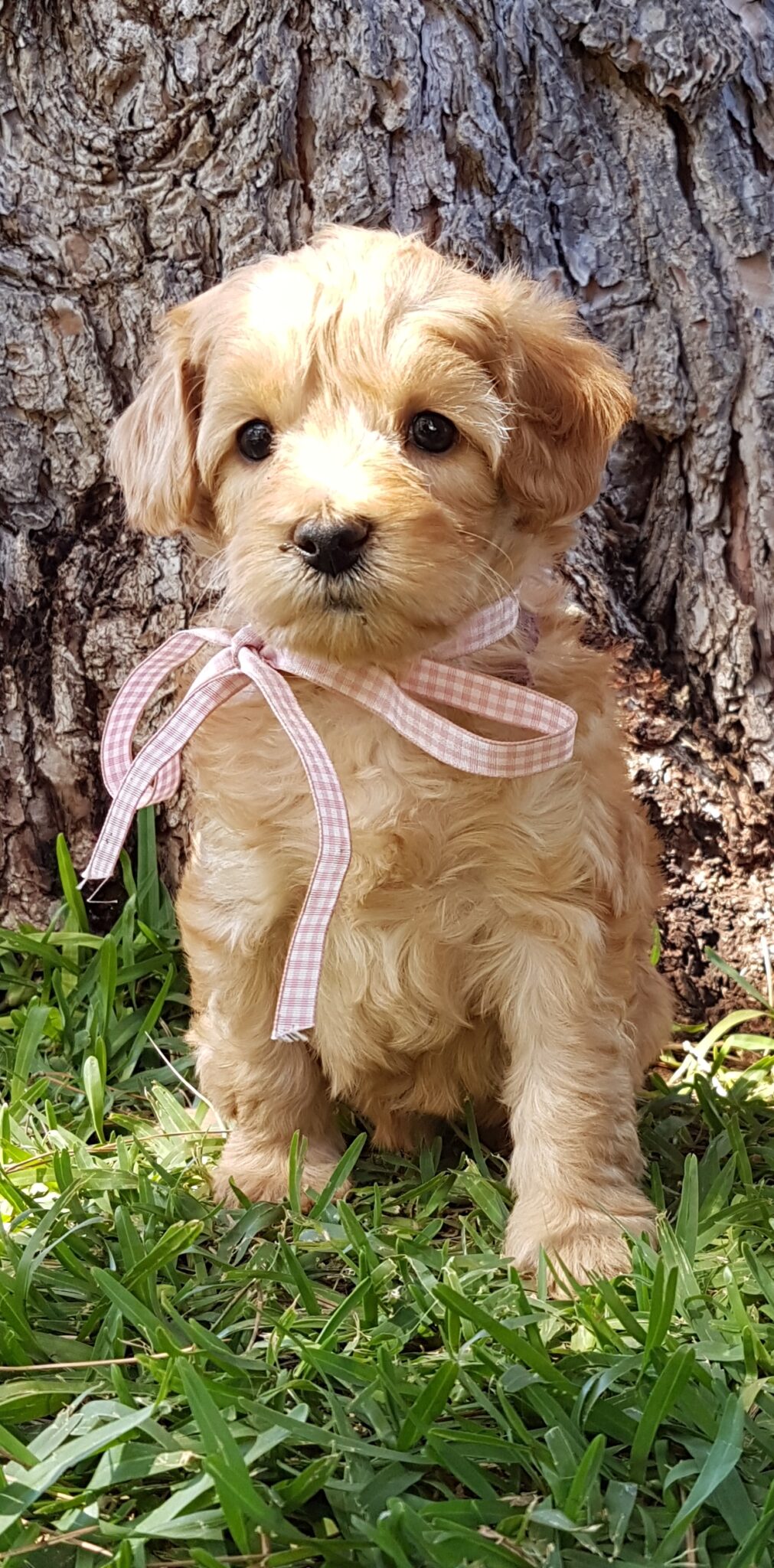 Photos – Sunset Hills: South Australia’s Premier Australian Labradoodle ...