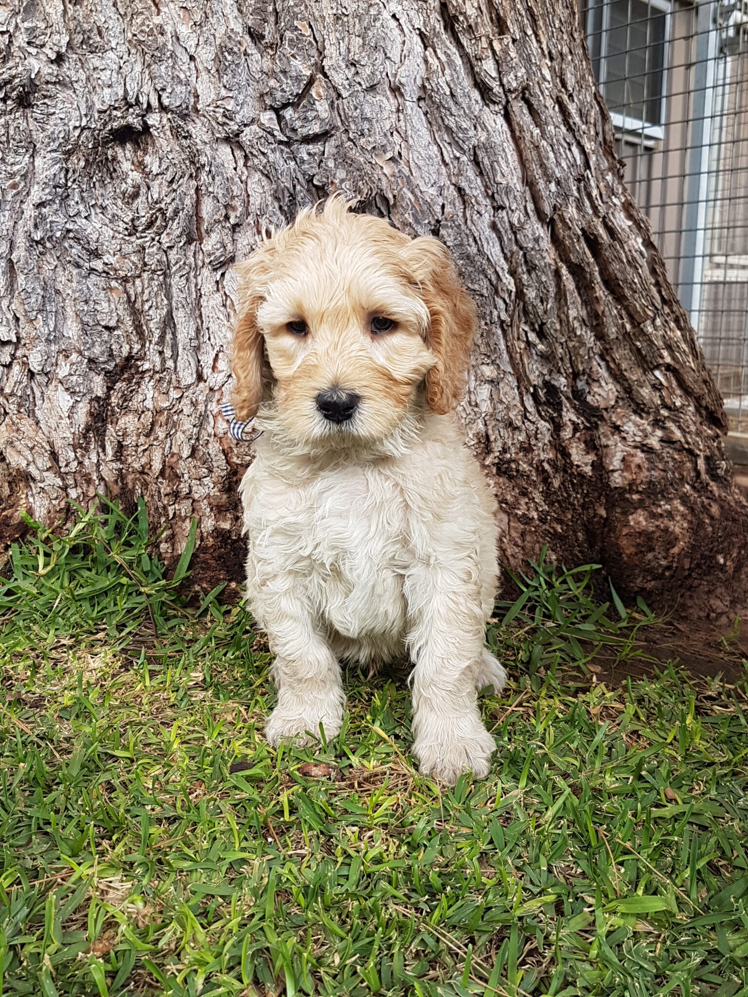 Photos – Sunset Hills: South Australia’s Premier Australian Labradoodle ...