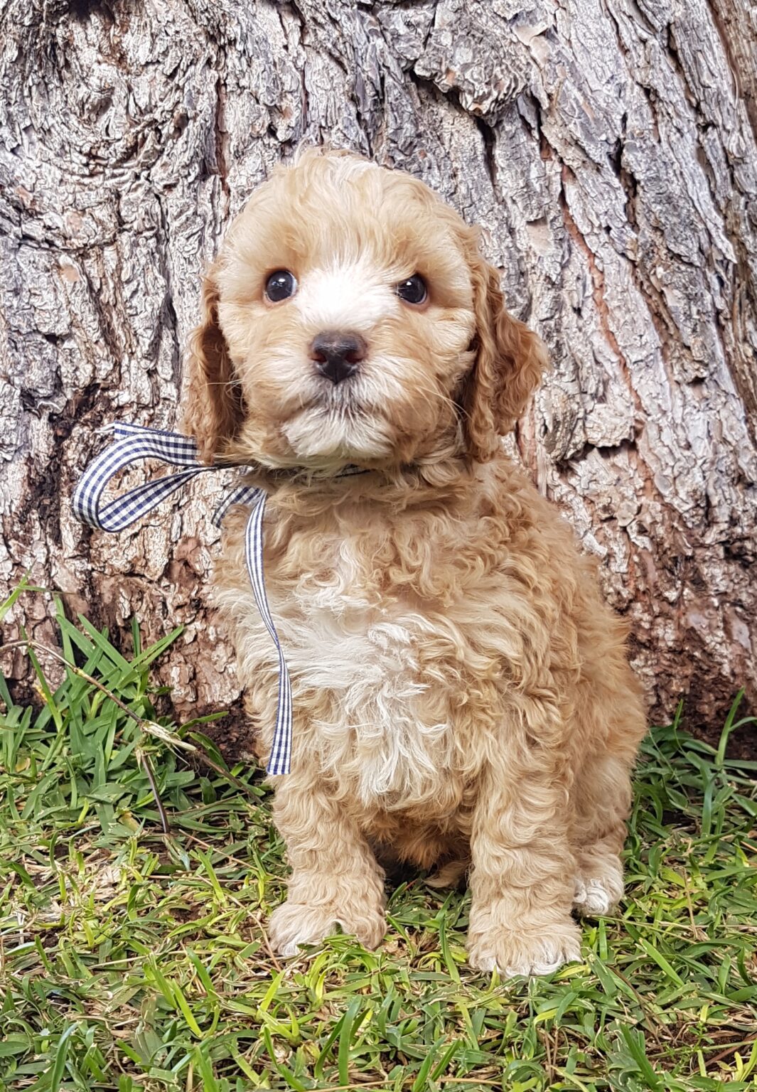 Photos – Sunset Hills: South Australia’s Premier Australian Labradoodle ...