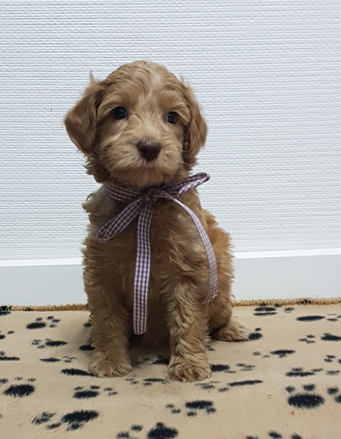 Photos – Sunset Hills: South Australia’s Premier Australian Labradoodle ...