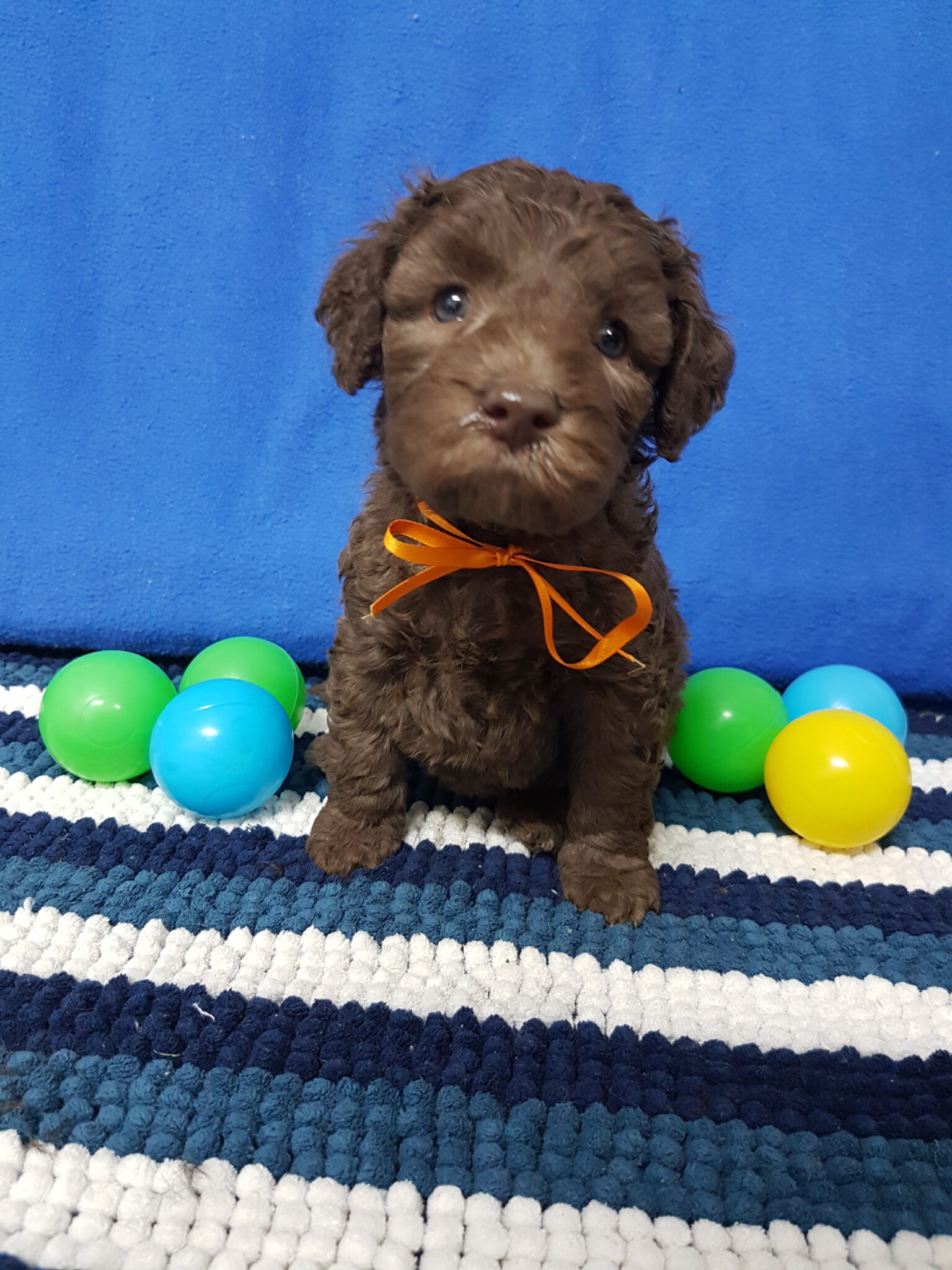 Photos – Sunset Hills: South Australia’s Premier Australian Labradoodle ...