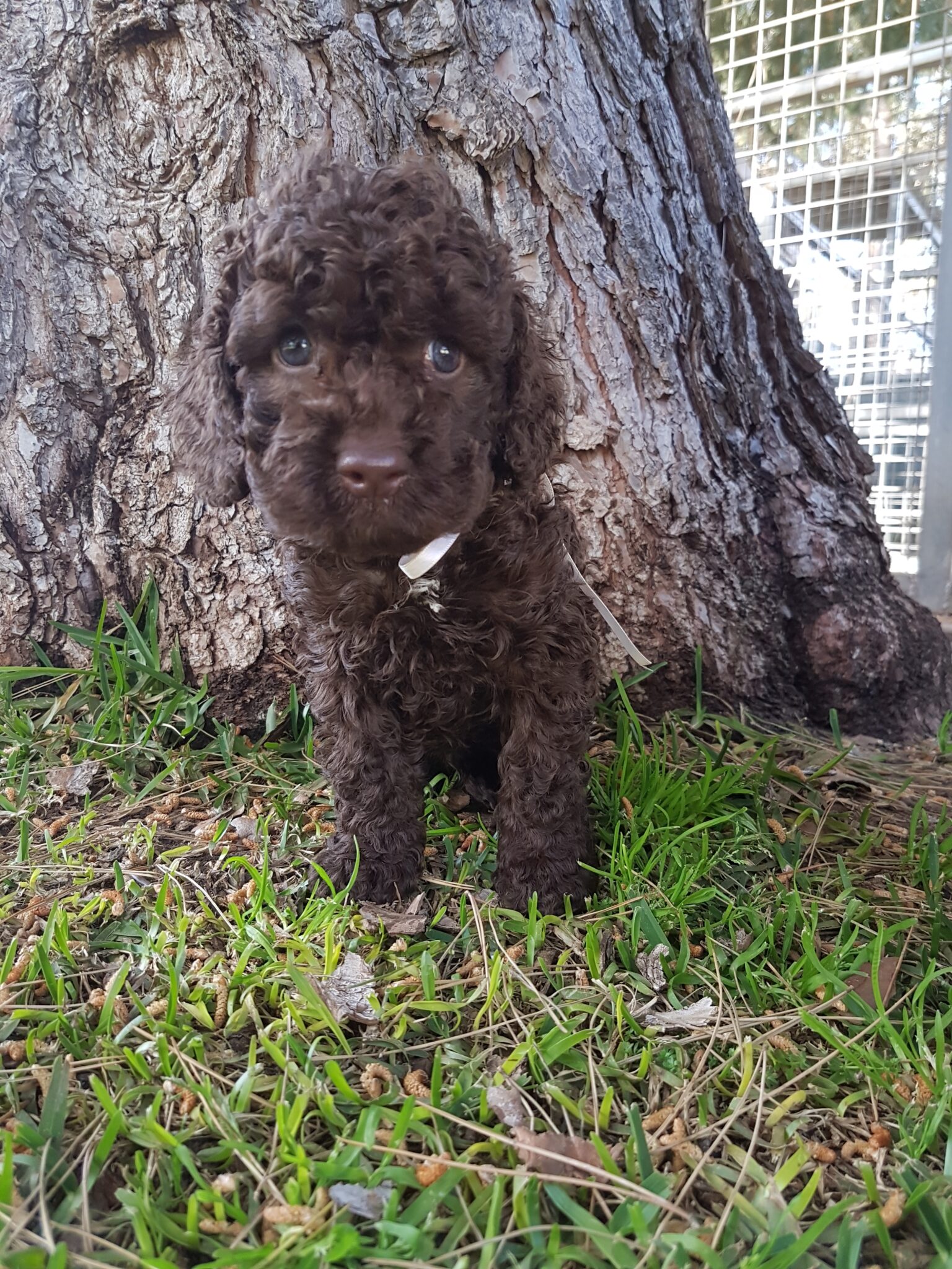 Photos – Sunset Hills: South Australia’s Premier Australian Labradoodle ...